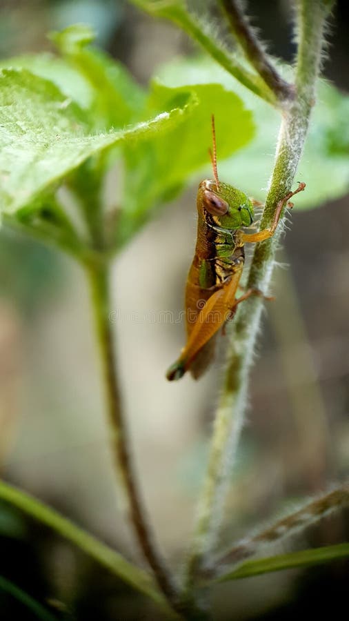 Green Locusts Posing among the Leave Stock Image - Image of pest, green ...