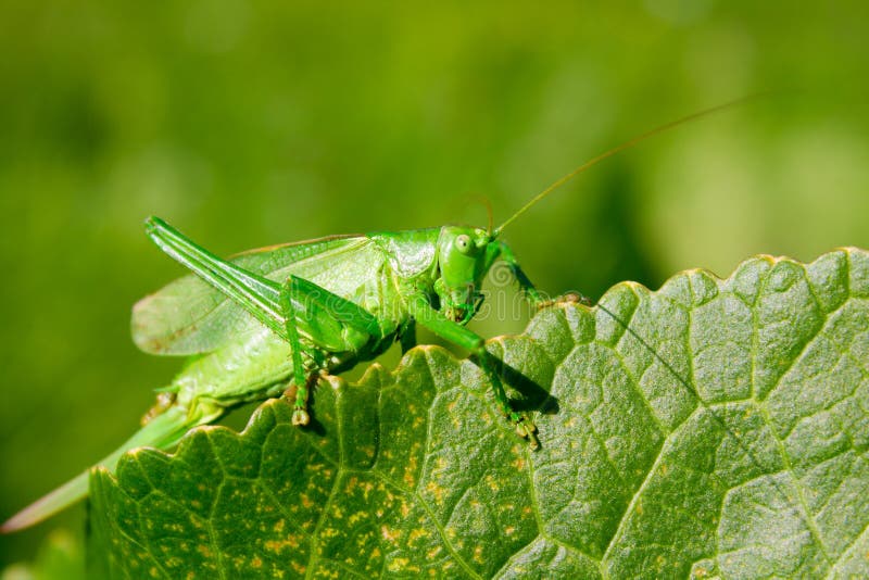 Green locusts stock photo. Image of close, macro, large - 48778244