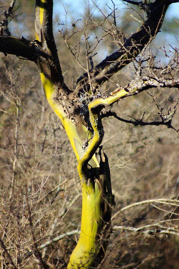 Green log stock image. Image of forest, green, argentina - 43497801