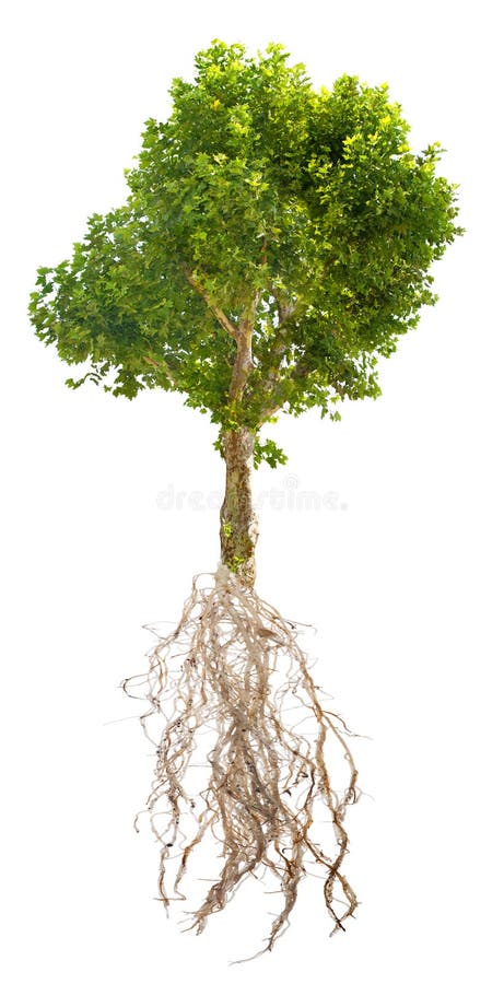 Green London Plane Tree with Light Root Stock Photo - Image of green ...