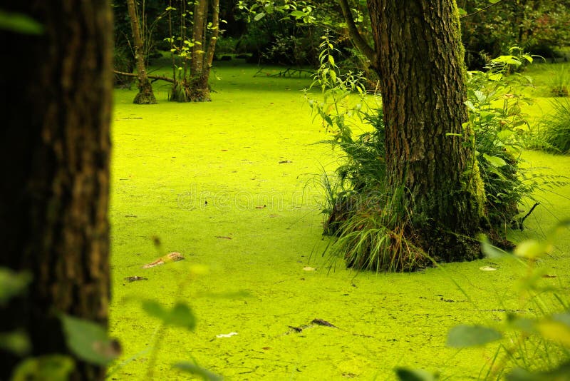 Green lonely forest swamp stock photo. Image of alga - 103993342