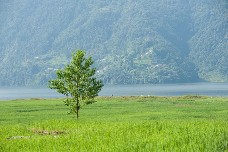 Green lonely tree stock photo. Image of field, landscape - 27873868