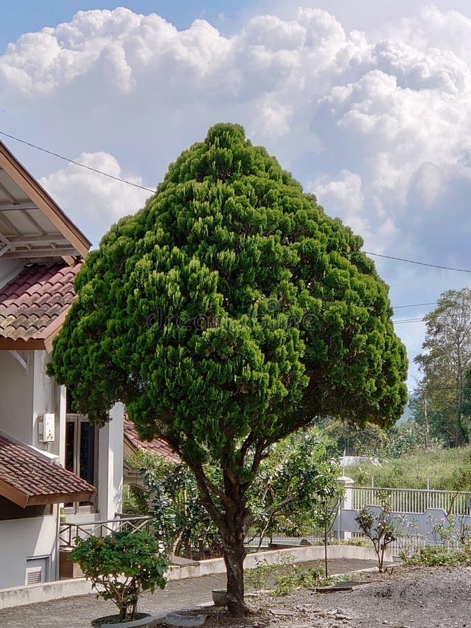 Green lonesome pretty tree stock photo. Image of green - 246847134