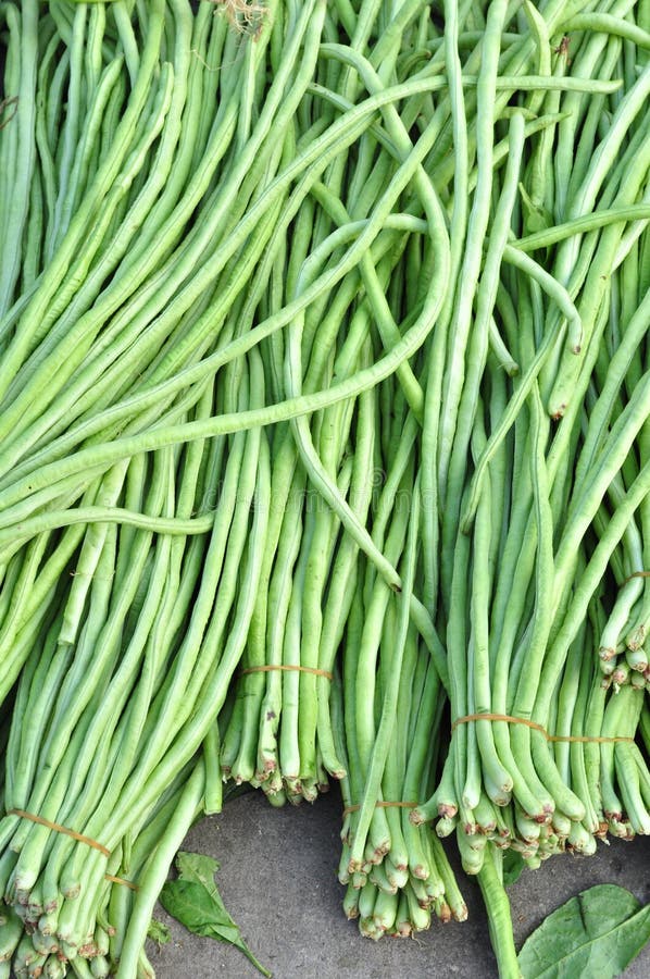 Green long bean stock photo. Image of sale, string, retail - 20947094
