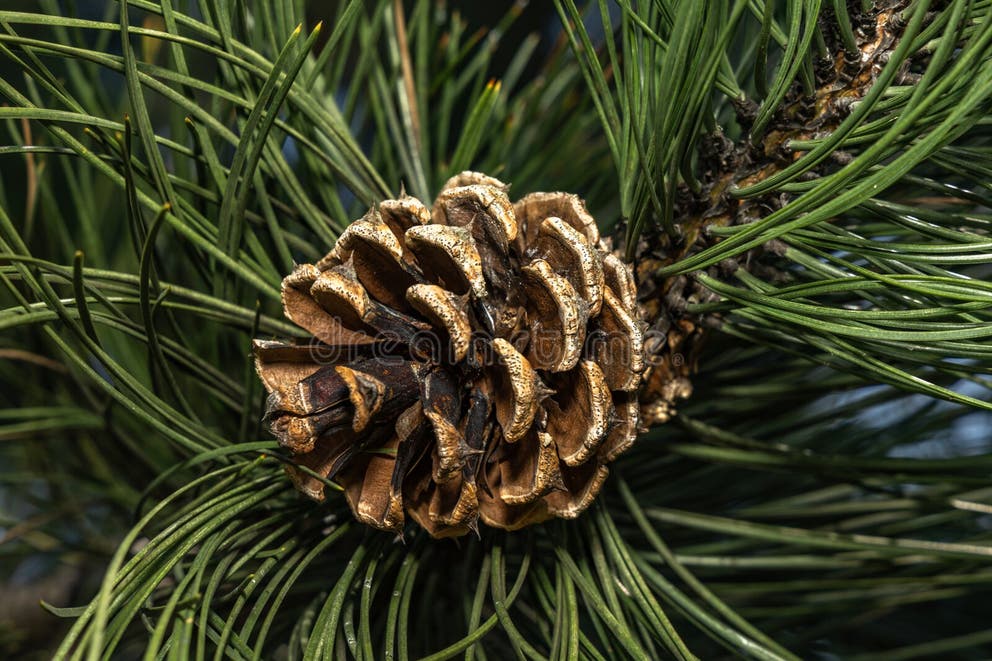 Green Long Cones on a Coniferous Tree Stock Image - Image of taiga ...
