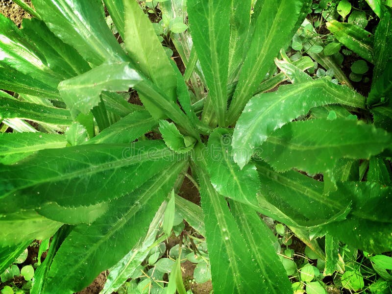 Green Long Coriander or Culantro Plant on the Ground. Top View of ...