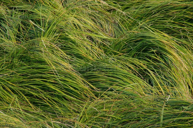 Green long grass stock image. Image of backgrounds, meadow - 11705845