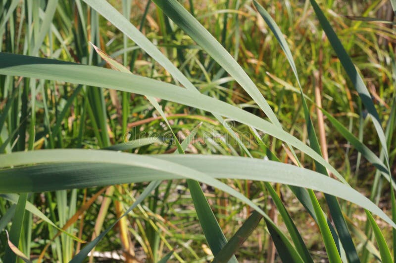 Green Long Grass Blades Background. Stock Photo - Image of leaf ...