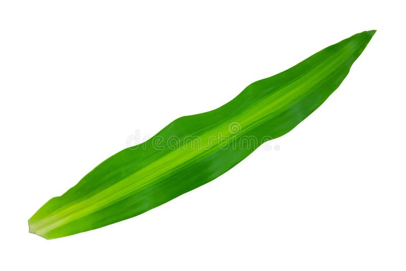 Green Long Leaf Isolated Stock Photo - Image: 19757120