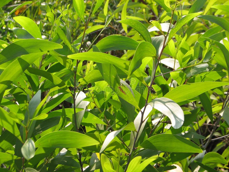 Green Long Leaves Background Stock Image - Image of branch, healthy ...