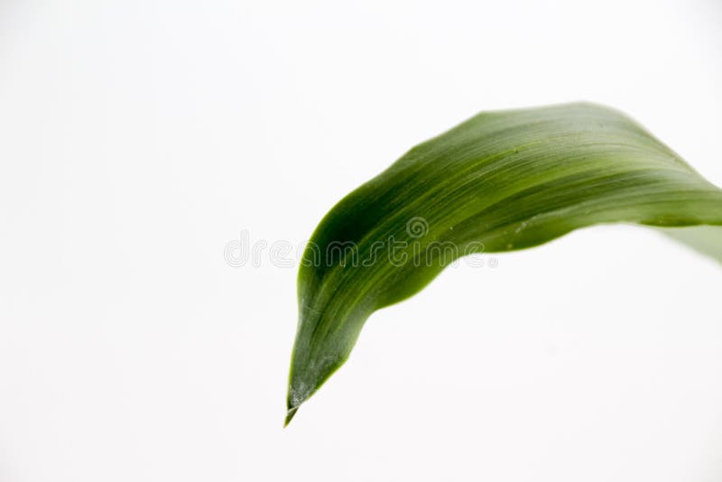 Green long plant leaf stock photo. Image of plant, background - 83786330