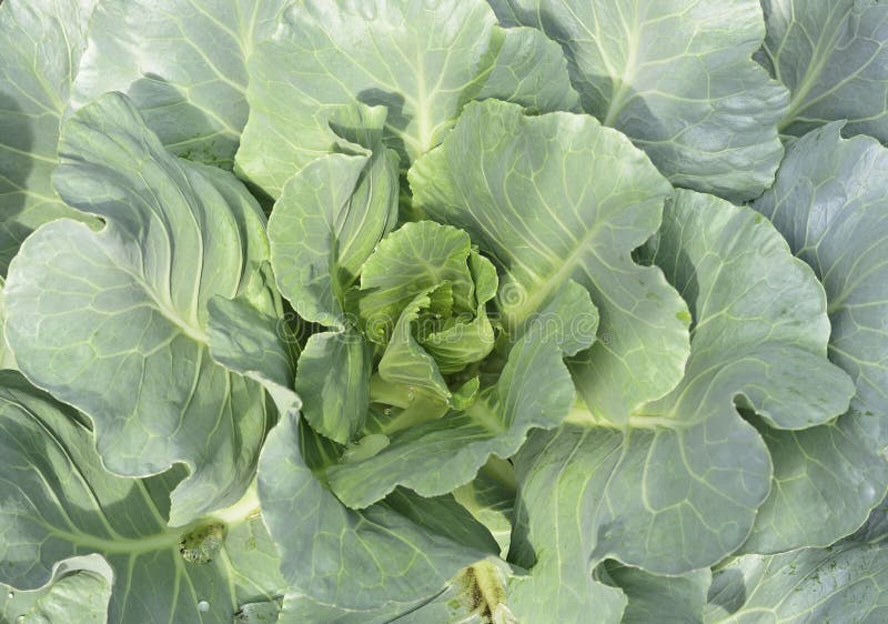 Green Longlived Cabbage stock photo. Image of countryside - 40508834
