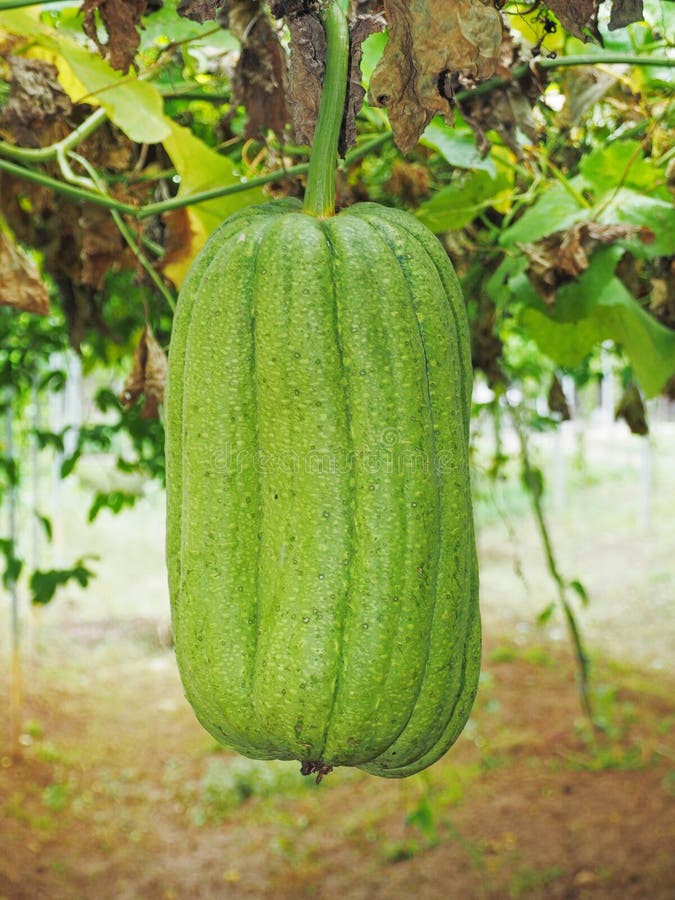 Green loofah stock photo. Image of garden, growth, delicious - 169343626
