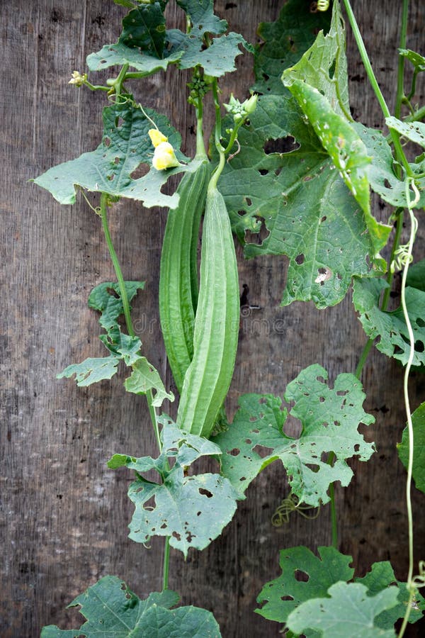 Green Loofah Plant on Wall in Garden Stock Image - Image of ...