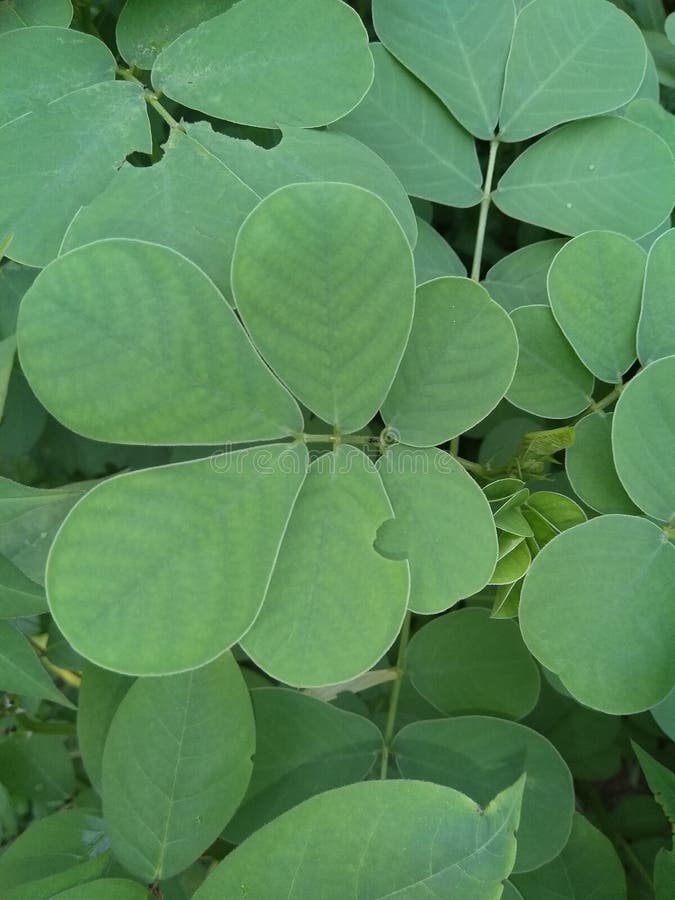 Green is looking alive. stock photo. Image of looking - 191864050