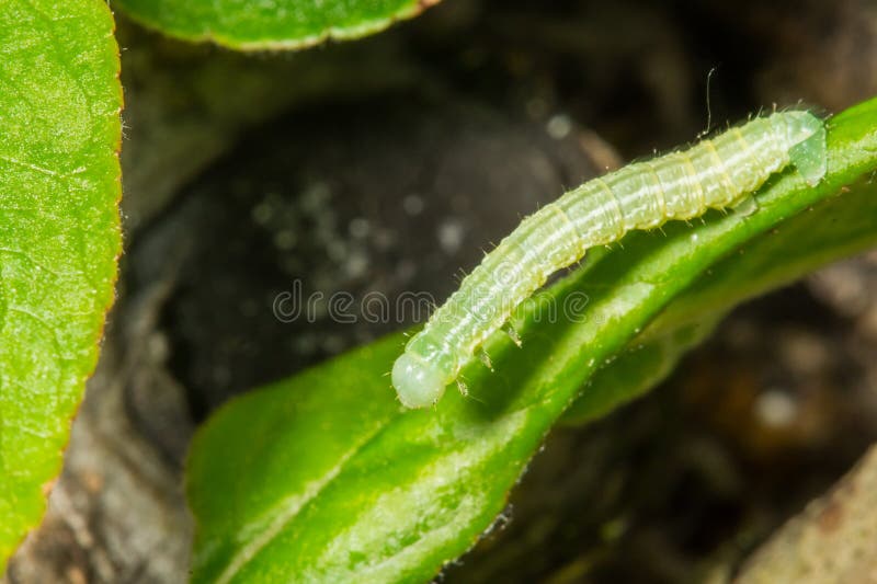 A green loopers larva stock photo. Image of geometer - 73816214