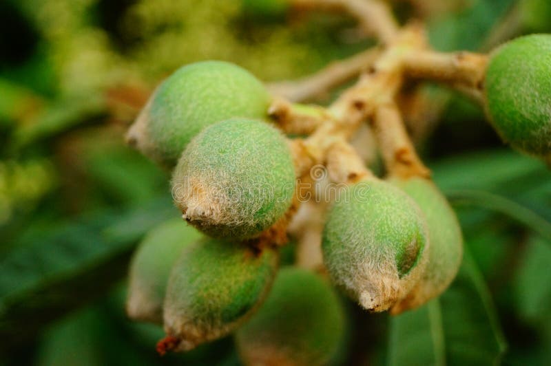 Loquat fruit in growth stock photo. Image of green, nature - 112329798