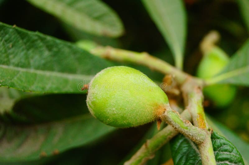 Loquat fruit in growth stock image. Image of orchard - 112329861