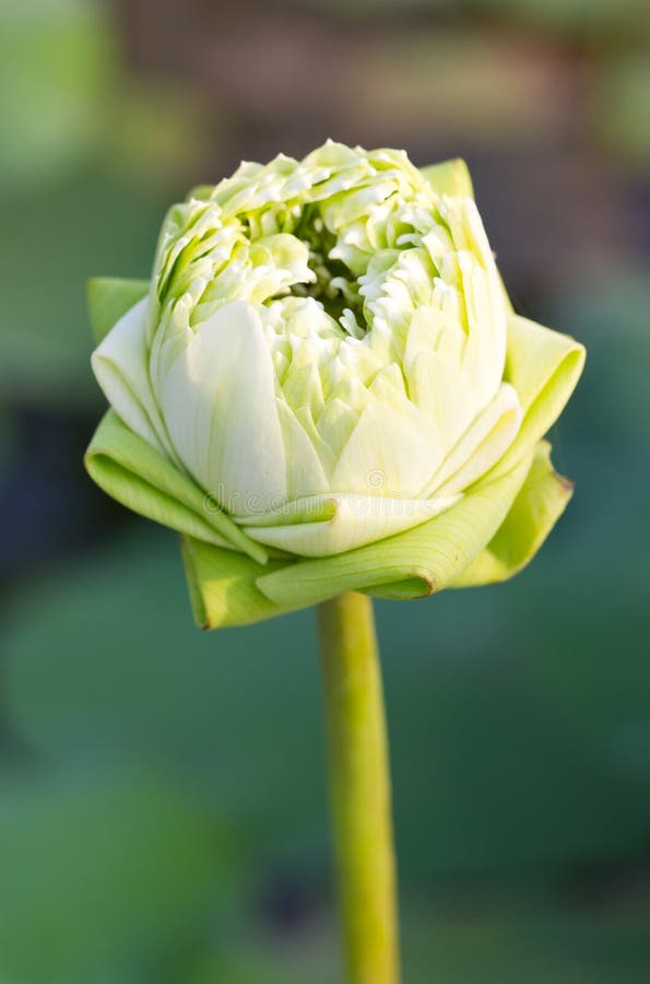 1,924 Real Lotus Flower Stock Photos - Free & Royalty-Free Stock Photos ...