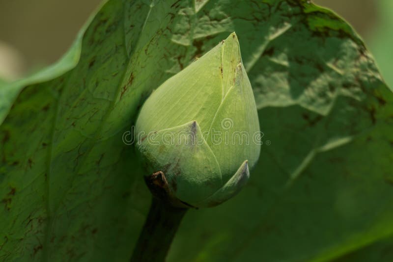 Green Lotus stock image. Image of flower, greenlotus - 60204545