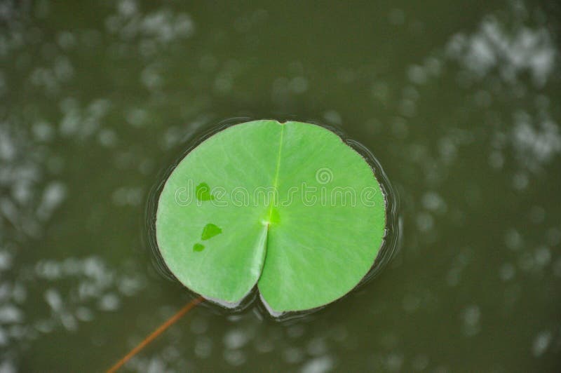 Green Lotus Leaf Float in the Water Stock Photo - Image of water ...