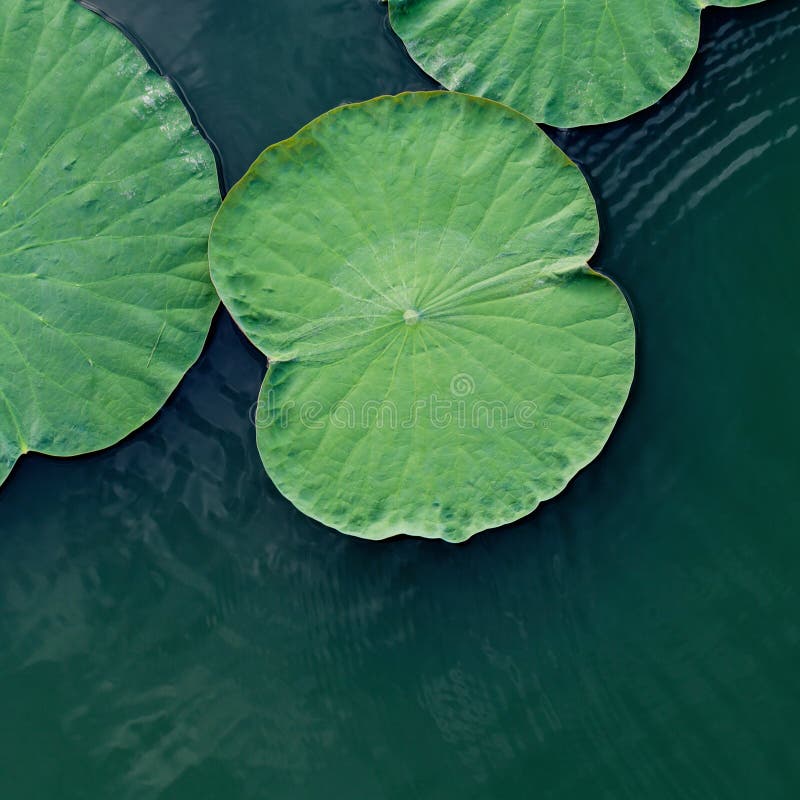 Green lotus leaf stock photo. Image of pond, pattern - 55537358