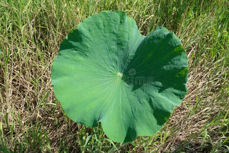 Green Lotus Leaf, Nature Background Stock Image - Image of background ...