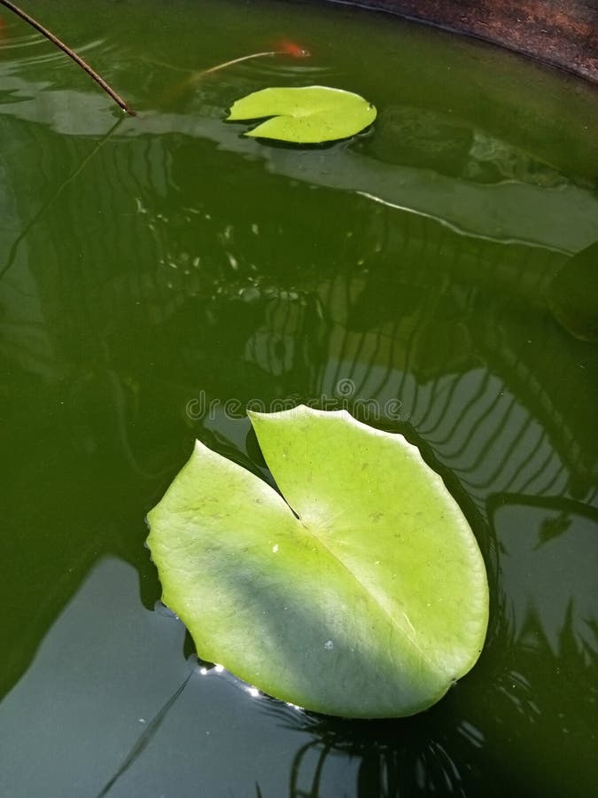 A Green Lotus Leaf Shoot in the Middle of the Pond. Stock Photo - Image ...