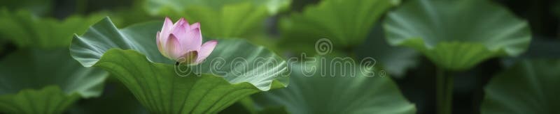 Green Lotus Leaf with a Single Lotus Flower on Top, Botanical, Spring ...