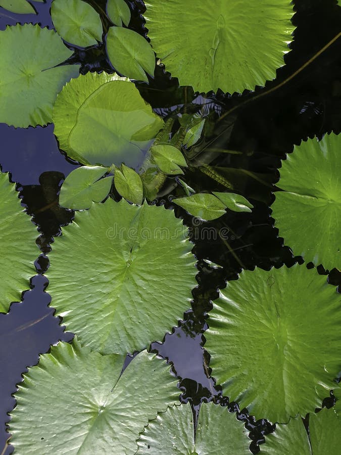 Green lotus leaves stock photo. Image of botany, flora - 191769150