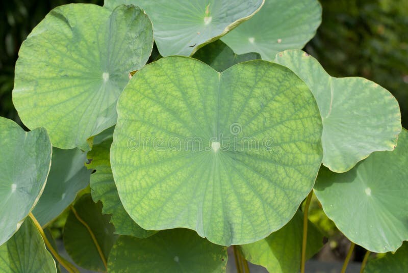 Green lotus leaves stock photo. Image of outdoor, pattern - 32808032