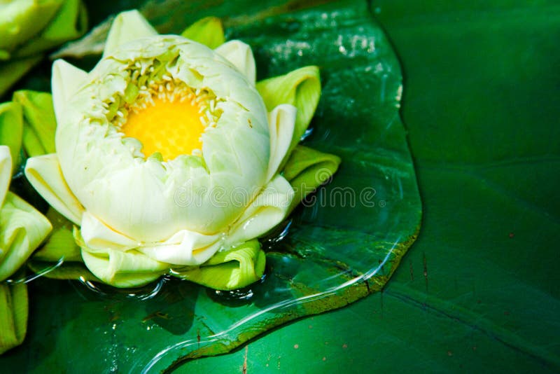 Green lotus plants in Asia stock image. Image of green - 2239219