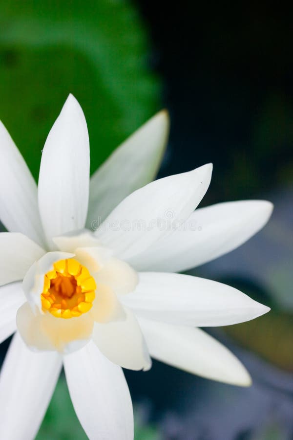 Green lotus plants in Asia stock photo. Image of flower - 4164678