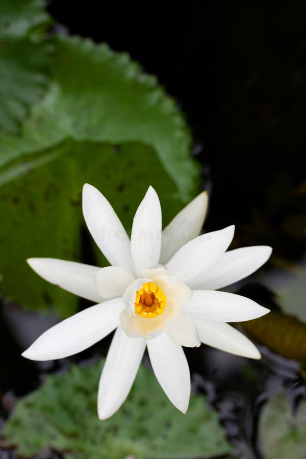Green Lotus Plants In Asia Picture. Image: 4165208