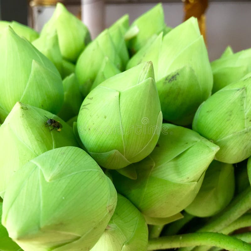 Green lotus stock photo. Image of green, prayer, lotus - 51864886