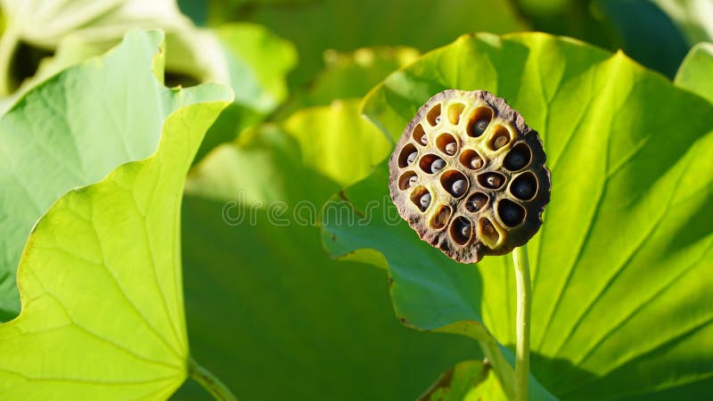 Green Lotus Seed Pods with Leaves Stock Photo - Image of botany, green ...