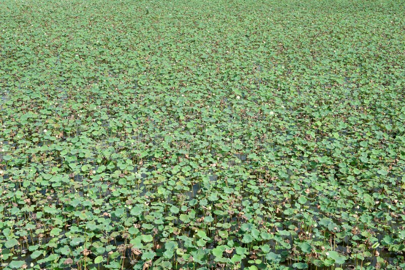 Green lotus tree texture stock image. Image of ground - 60916825