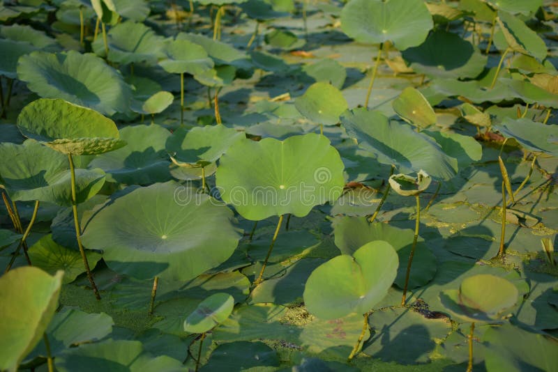 Lotus tree stock image. Image of leaf, large, tree, autumn - 242413417