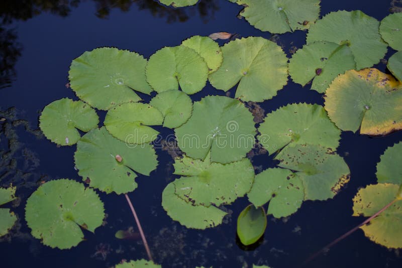 Lotus tree stock photo. Image of climbing, plant, leaves - 242413426
