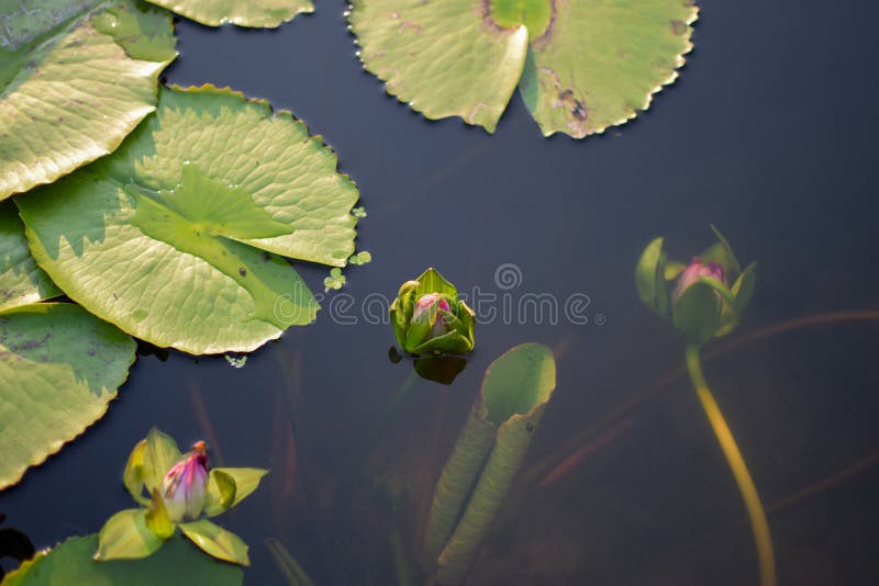 Lotus tree stock photo. Image of plant, flowers, background - 242413436
