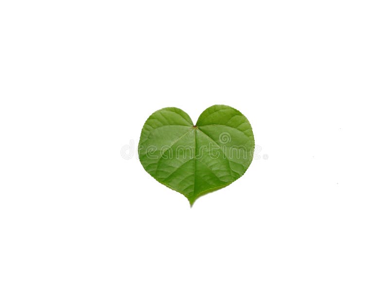 Green Love Leaf Isolated on White Background Stock Image - Image of ...