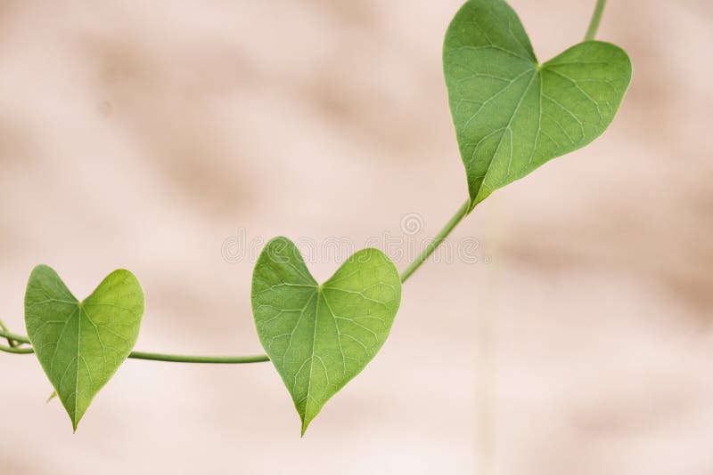 Green Love leaves stock photo. Image of love, leaves - 219819866