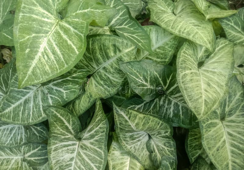 Green Love-shaped Leaves with a White Pattern Stock Image - Image of ...