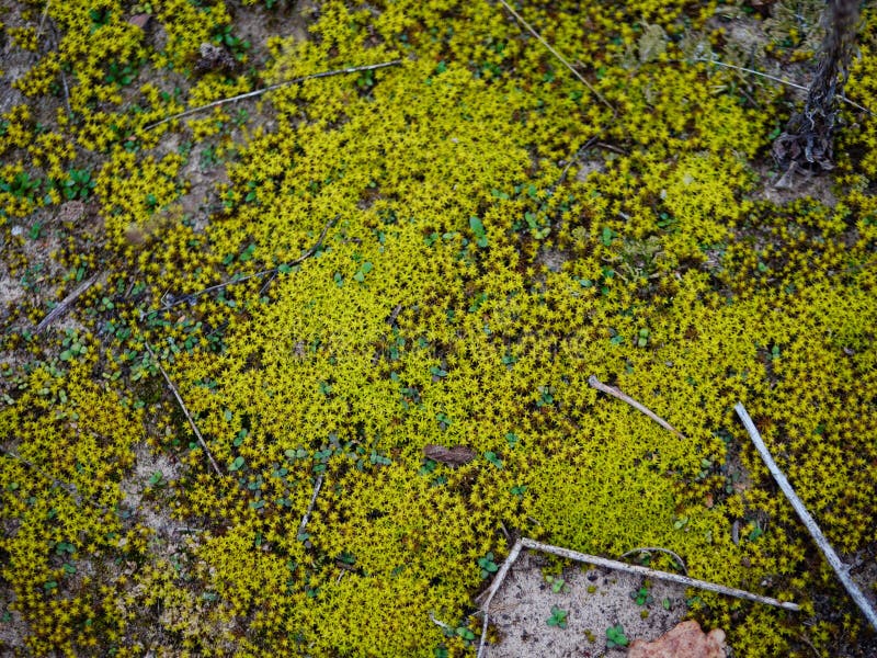 Green Low Moss on the Sand in the Fall Stock Image - Image of ...