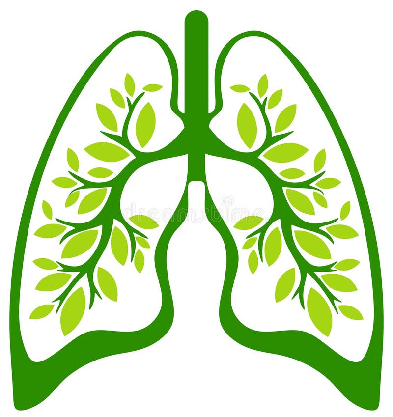 The green lungs stock illustration. Illustration of anatomy - 39297945