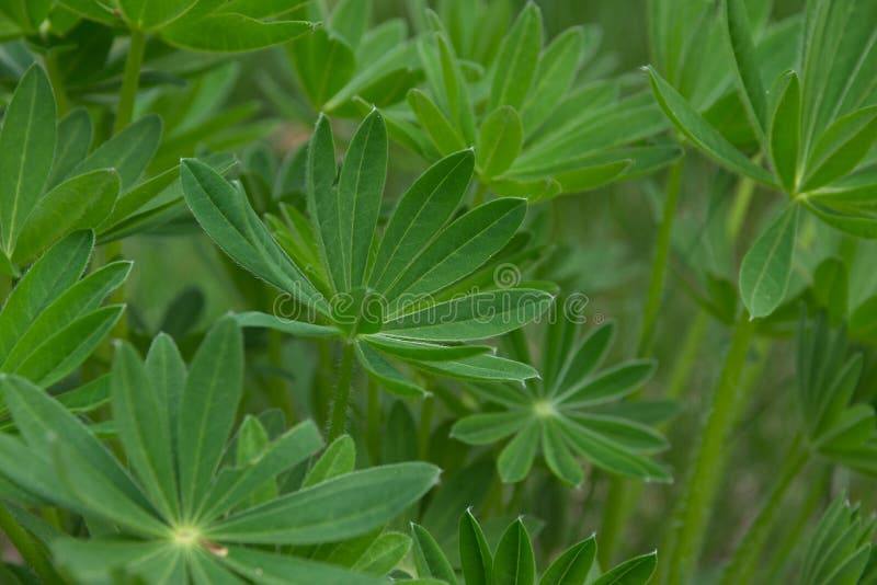 Green Lupine Foliage after Rain Stock Image - Image of ñ€oñ ð°, ð»ð¸ñ ñ ...