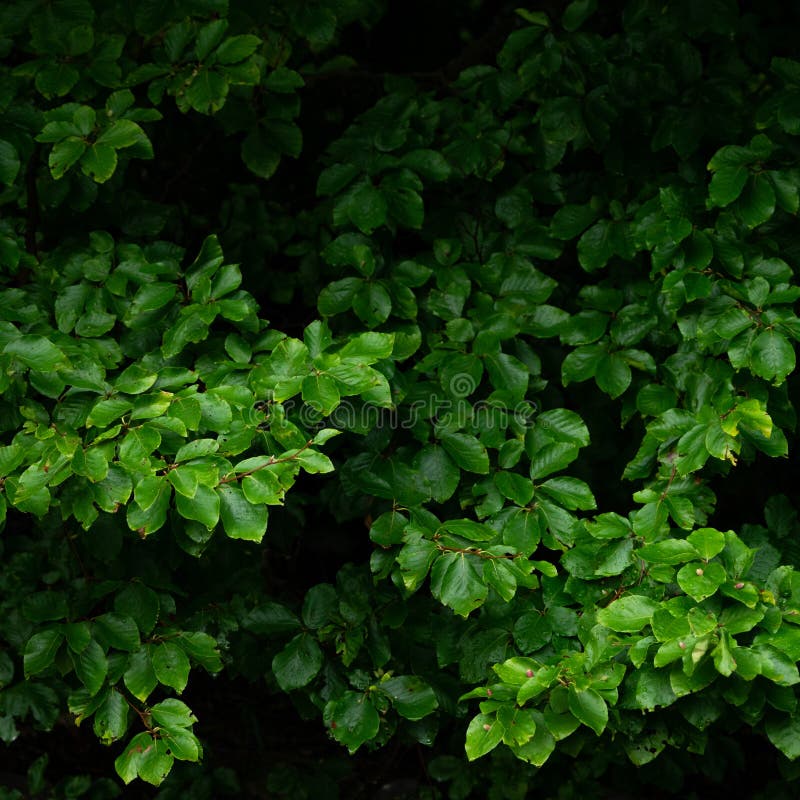 Green Lush Background. Tropical Vegetation Backdrop Stock Photo - Image ...