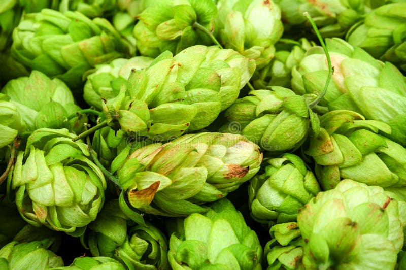 Green and lush hop texture stock image. Image of autumn - 119500467
