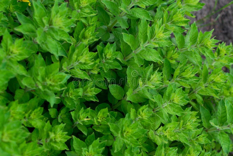 Green Lush Leaf Background, Natural Leaves Plant Pattern or Textur ...