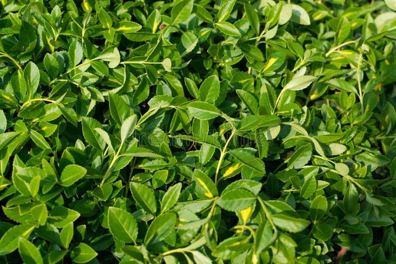 Green Lush Leaf Background, Natural Leaves Plant Pattern or Texture ...